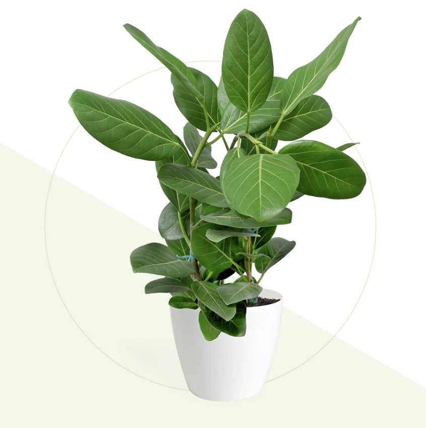 Ficus Audrey Bush – Chelsea Garden Center