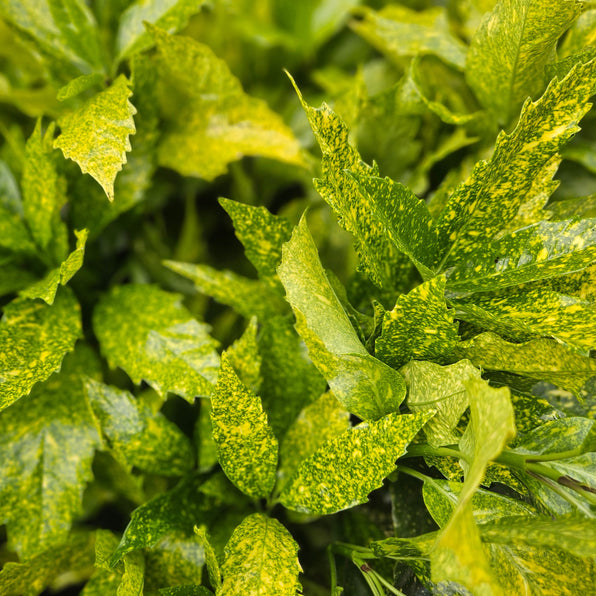 Chelsea Garden Center | Red Hook & Williamsburg