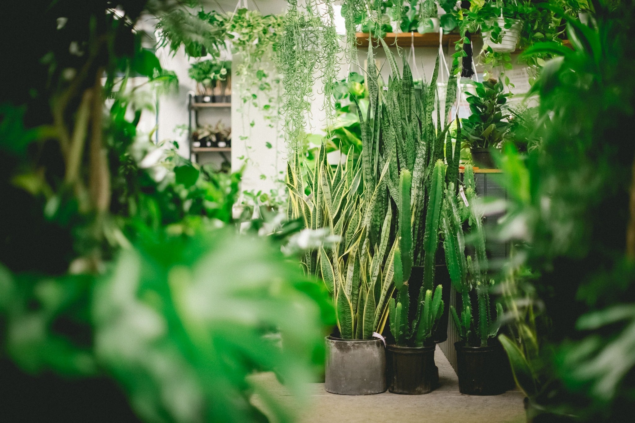Chelsea Garden Center | Red Hook & Williamsburg