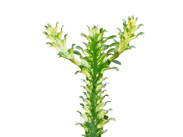 Euphorbia Trigonia Variegated – Chelsea Garden Center
