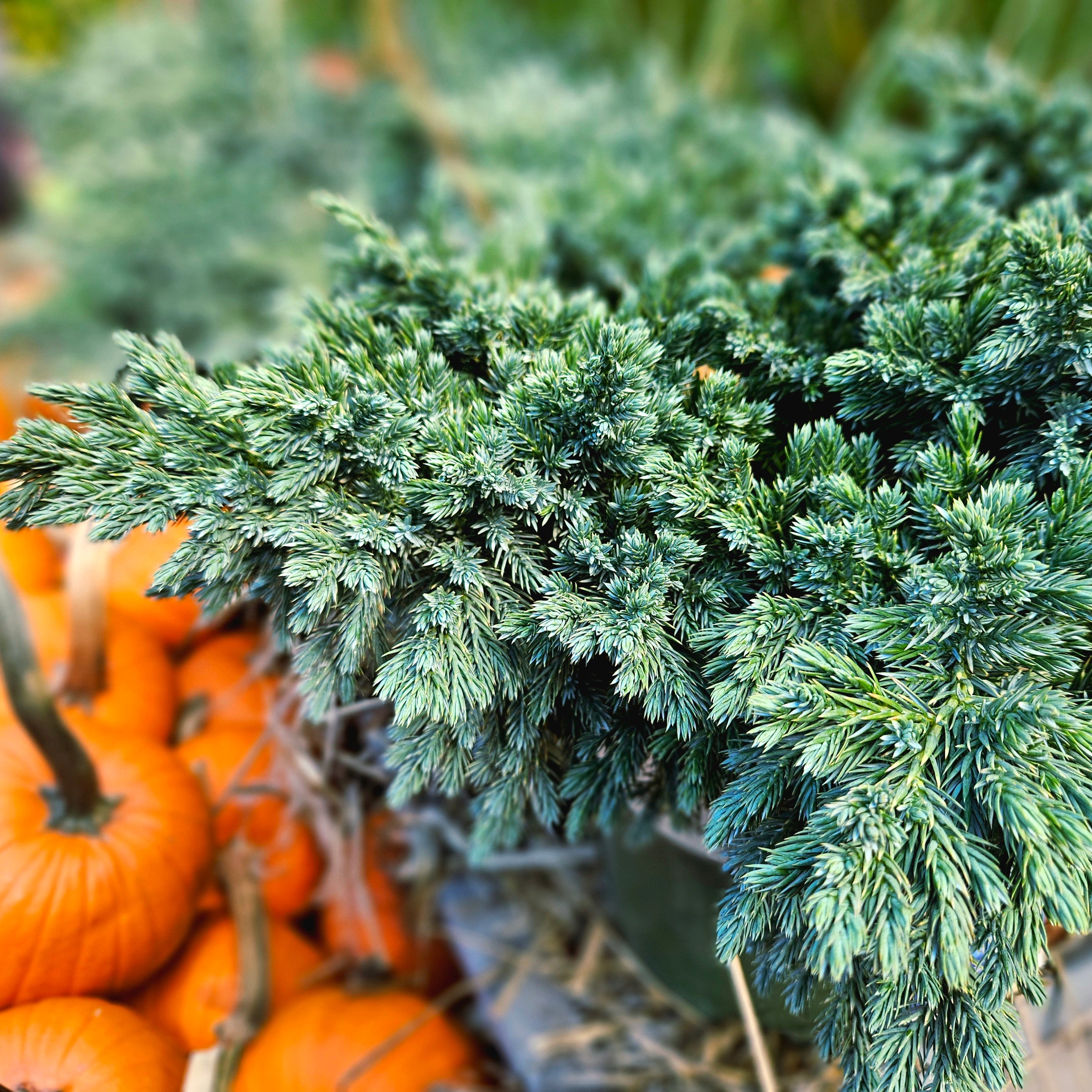 Juniperus 'Blue Star' (Spreading Juniper) – Chelsea Garden Center
