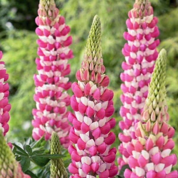 Lupinus pol. Westcountry™ 'Rachel de Thame' – Chelsea Garden Center