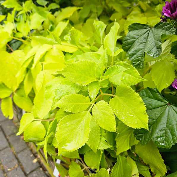 Chelsea Garden Center | Red Hook & Williamsburg