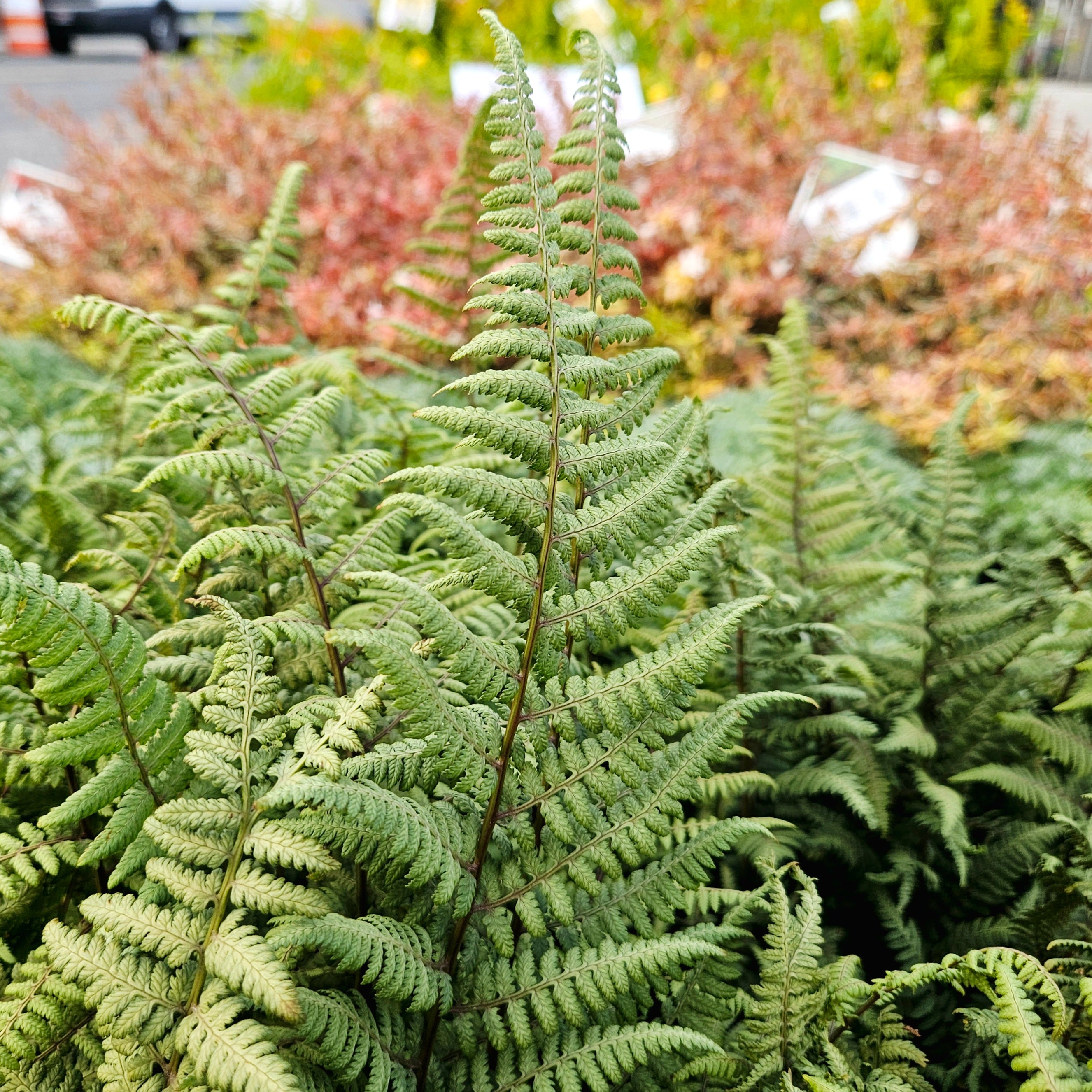 Athyrium 'Ghost' (Japanese Painted Fern) – Chelsea Garden Center