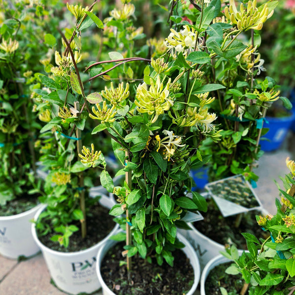Chelsea Garden Center | Red Hook & Williamsburg