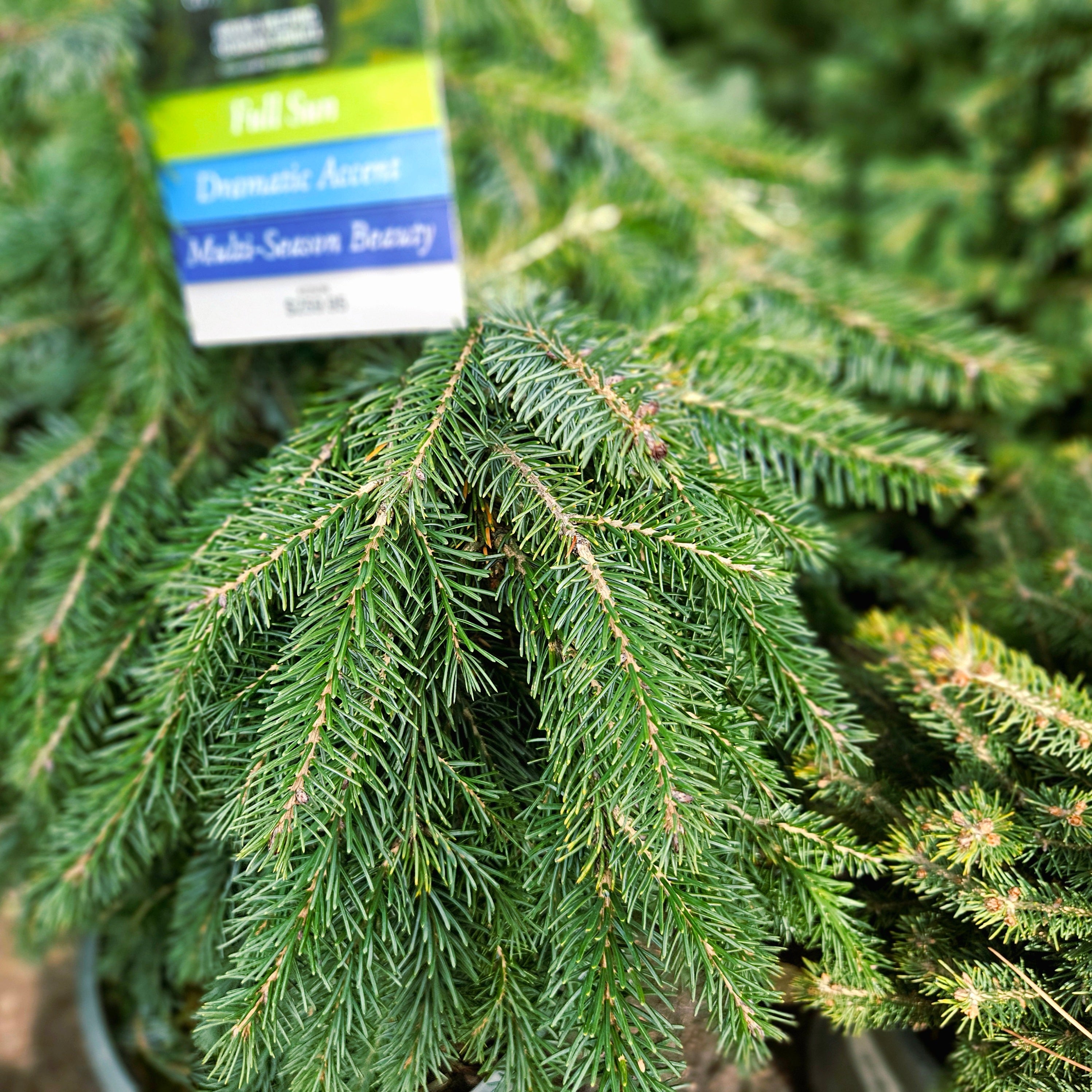 Picea omorika pendula 'Bruns' (Weeping Serbian Spruce) – Chelsea Garden ...