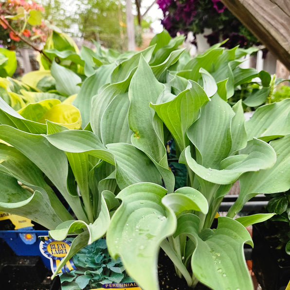 Chelsea Garden Center | Red Hook & Williamsburg