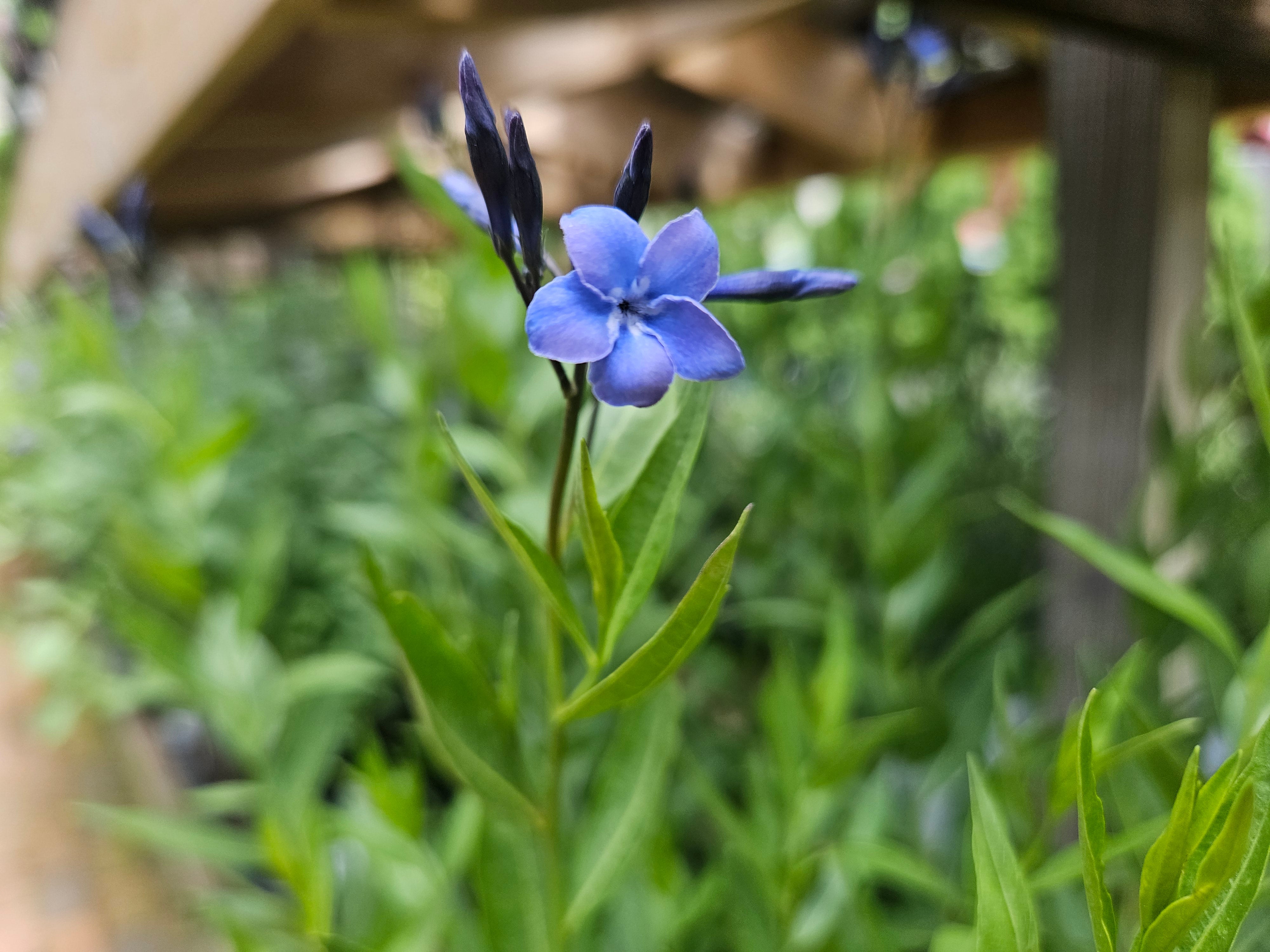 Amsonia 'Blue Ice' (Blue Star Flower) QUT – Chelsea Garden Center