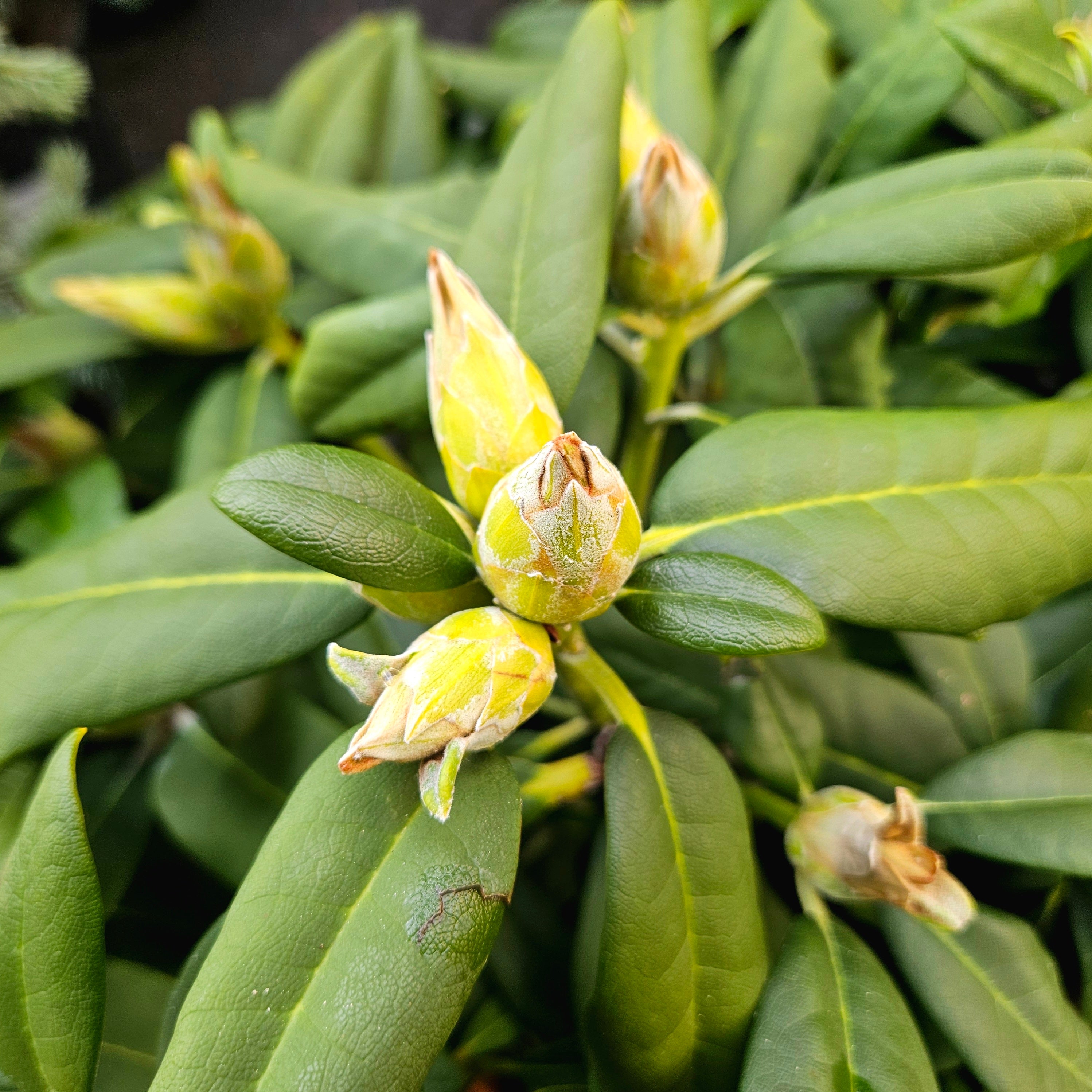 Rhododendron yak 'Prince' – Chelsea Garden Center