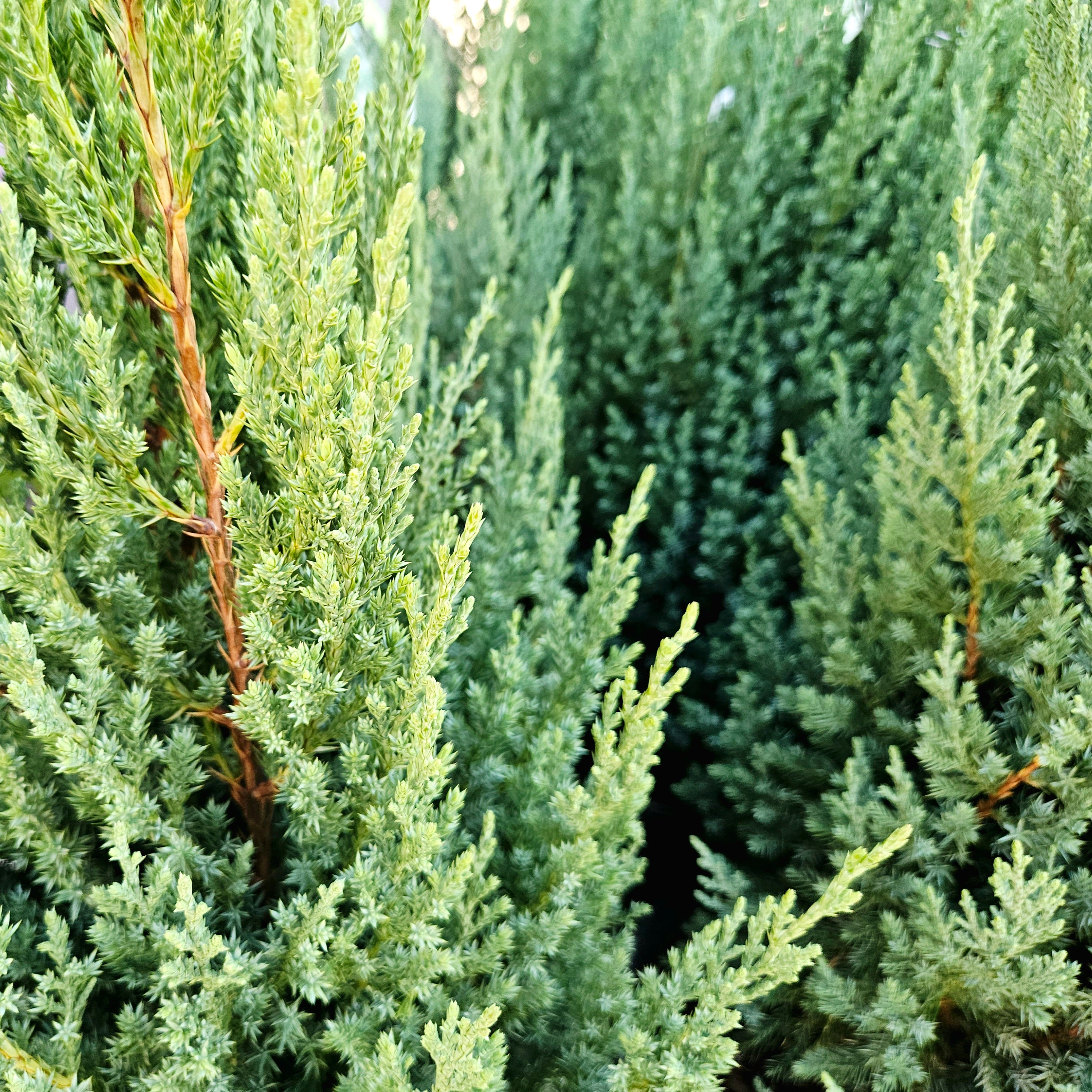 Juniperus chinensis 'Blue Point' (Upright Juniper) – Chelsea Garden Center