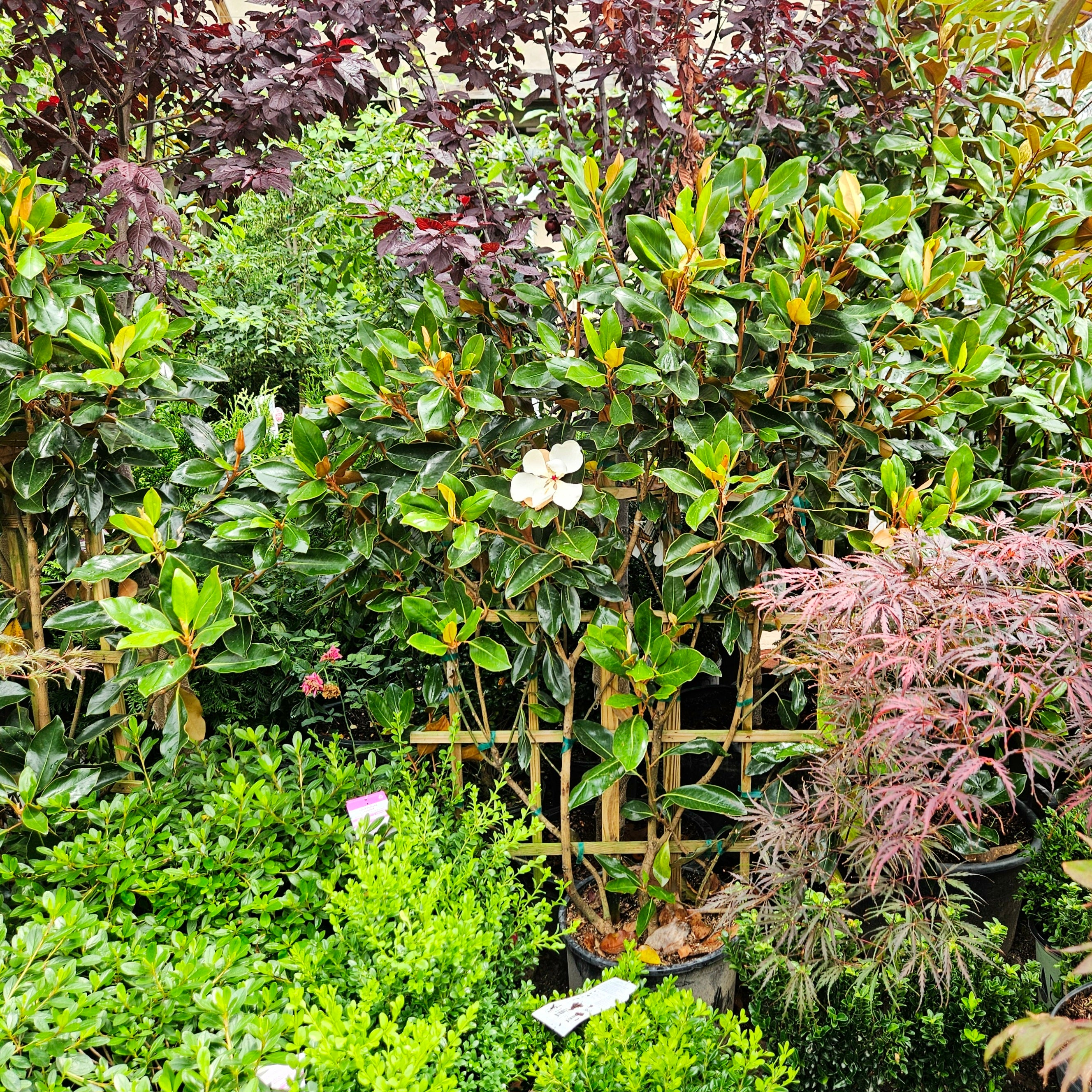 Magnolia grandiflora 'Little Gem' Esp. (Dwarf Southern Magnolia ...