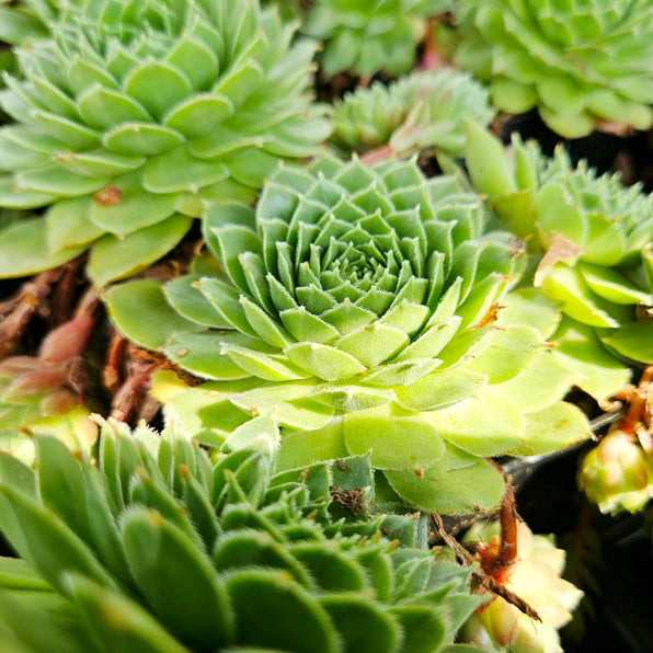 Chelsea Garden Center | Red Hook & Williamsburg