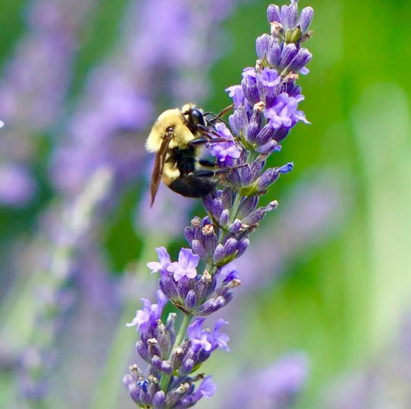 Chelsea Garden Center | Red Hook & Williamsburg