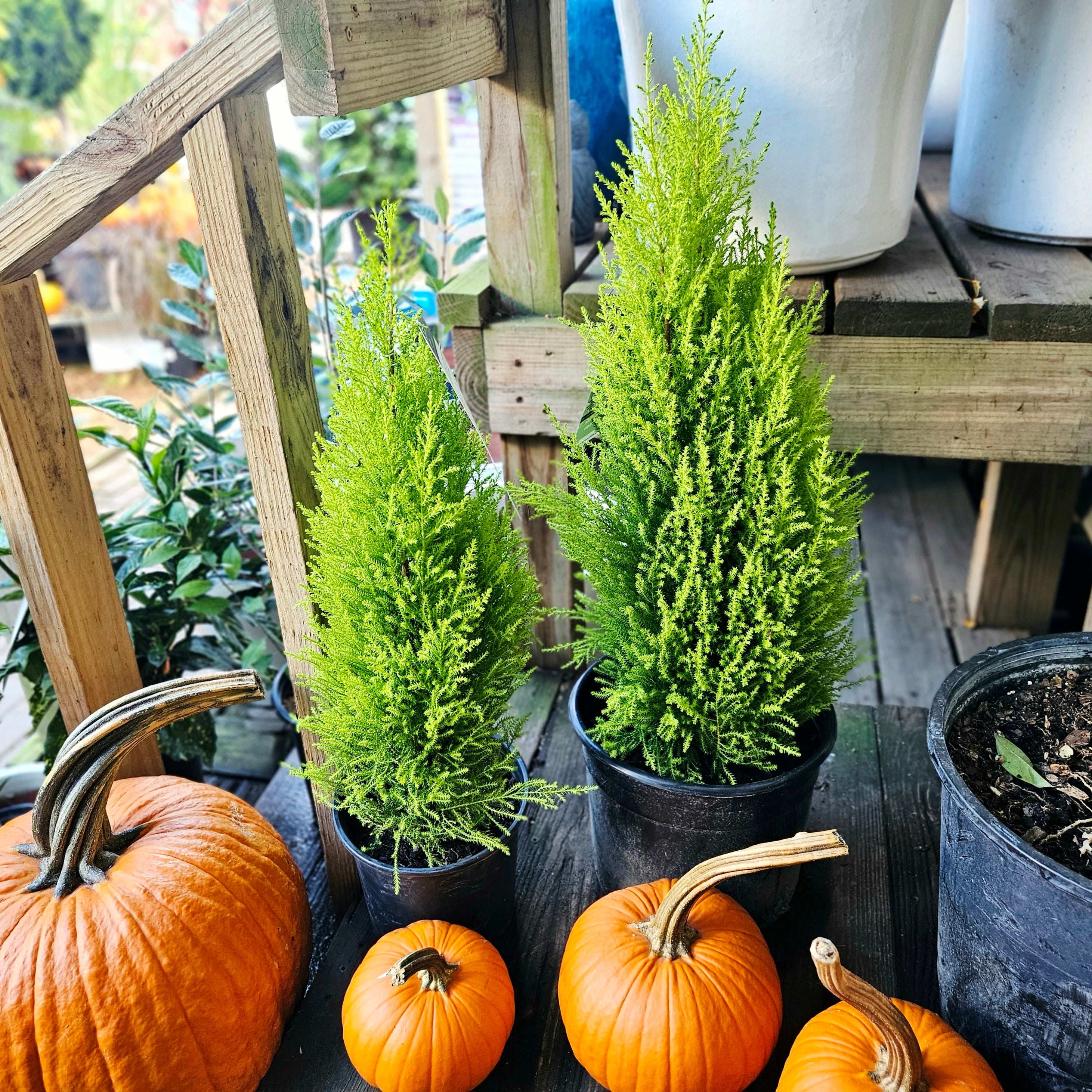 Cupressus macrocarpa 'Wilma Goldcrest' (Lemon Cypress) – Chelsea Garden ...